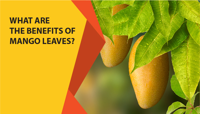 10 Best Mango Leaves Benefits For Enhanced Health | Livlong